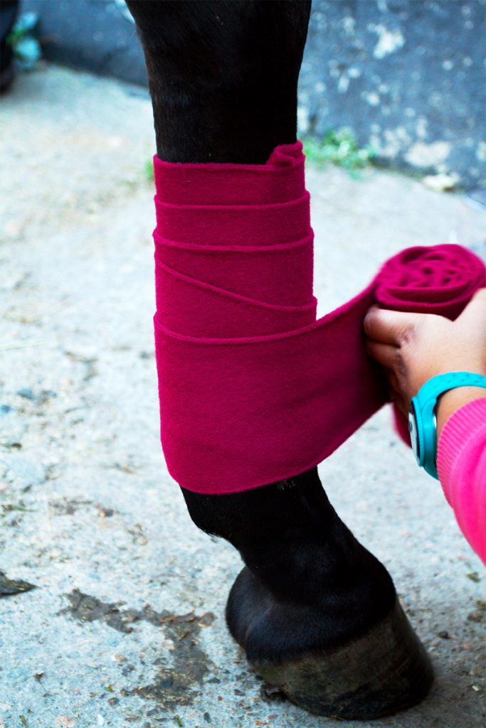 Wound management for your horse - Cameron Veterinary Services