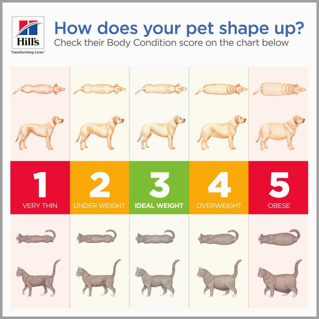 Why your pet’s weight matters - Cameron Veterinary Services