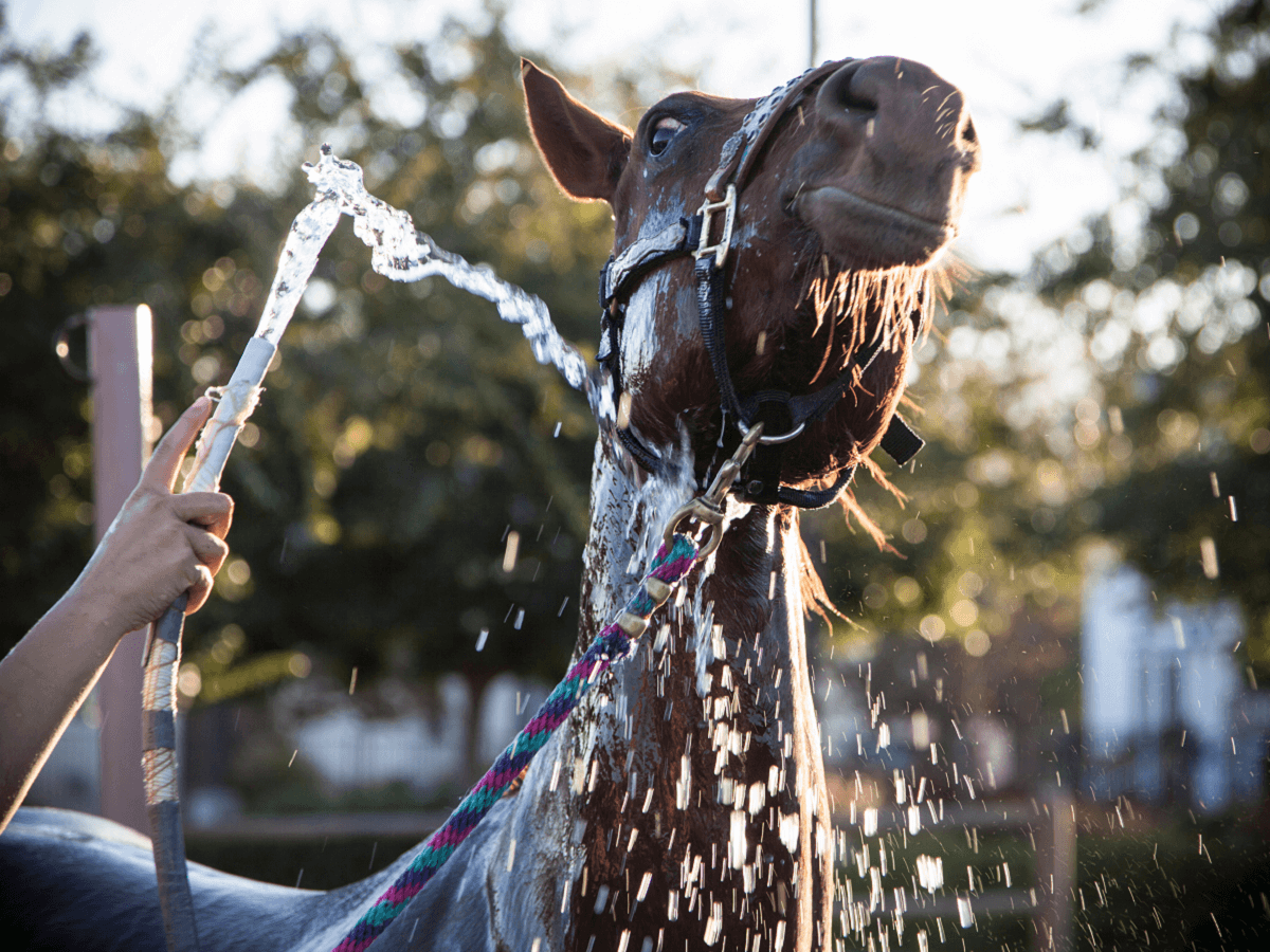 Preventing Heat Stress In Your Horse This Summer - Cameron Veterinary ...
