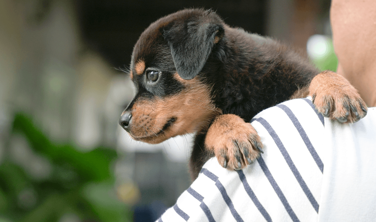 Caring for your puppy: The top 5 things you need to know - Cameron ...