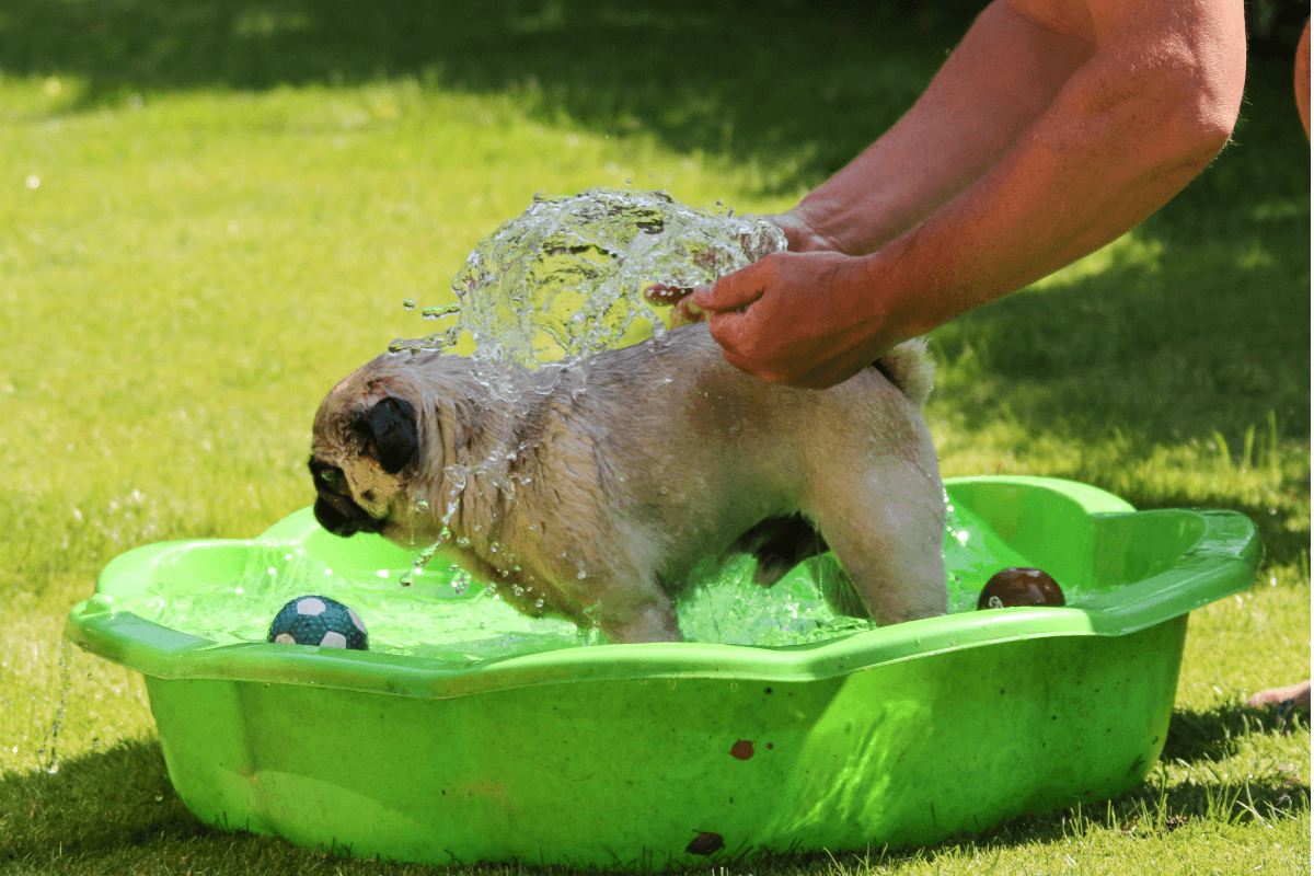 Our top tips for keeping your pets cool in summer - Cameron Veterinary ...