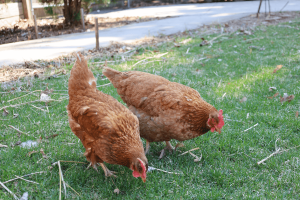 Beginners guide to caring for backyard chickens - Cameron Veterinary ...
