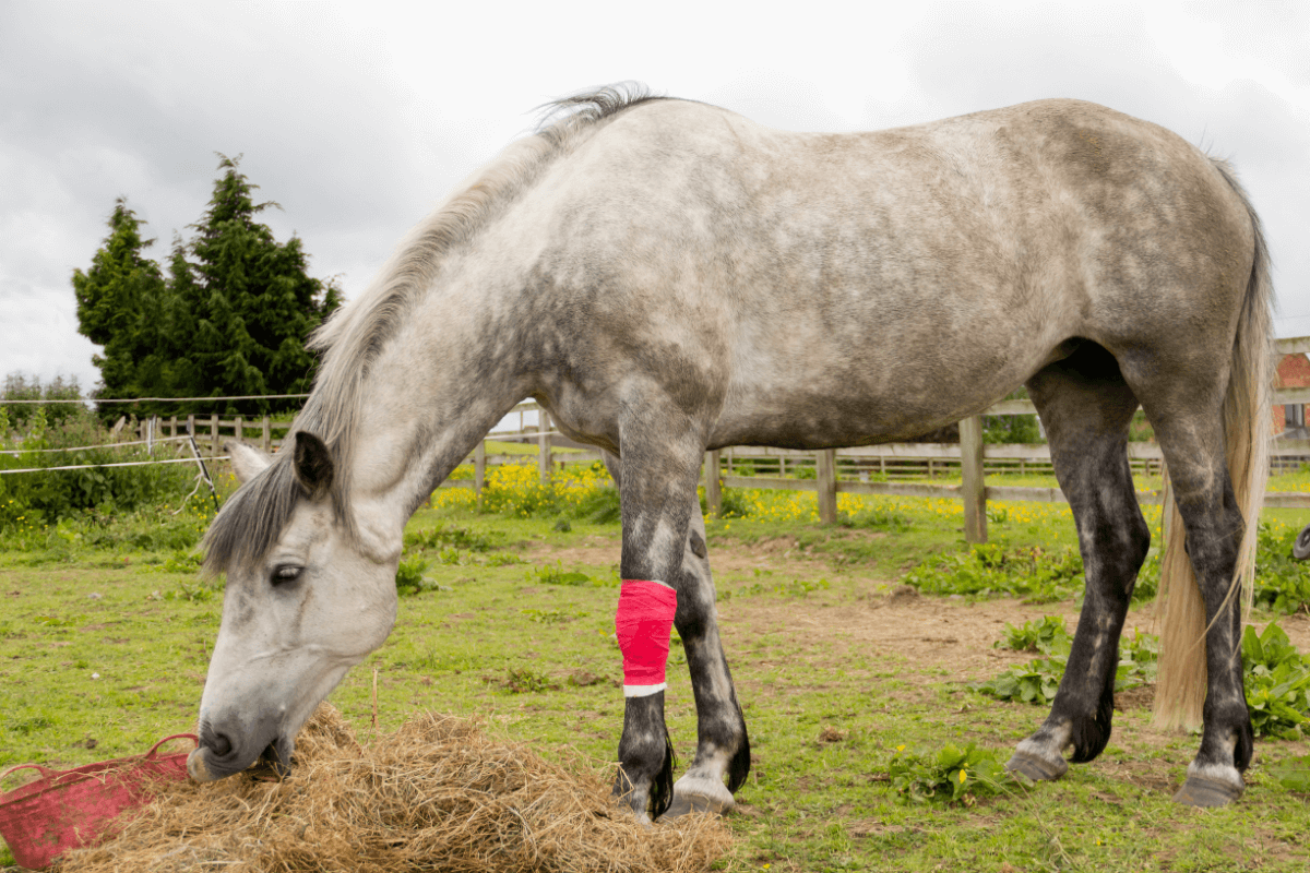 What all horse owners should have in their first aid kit - Cameron ...
