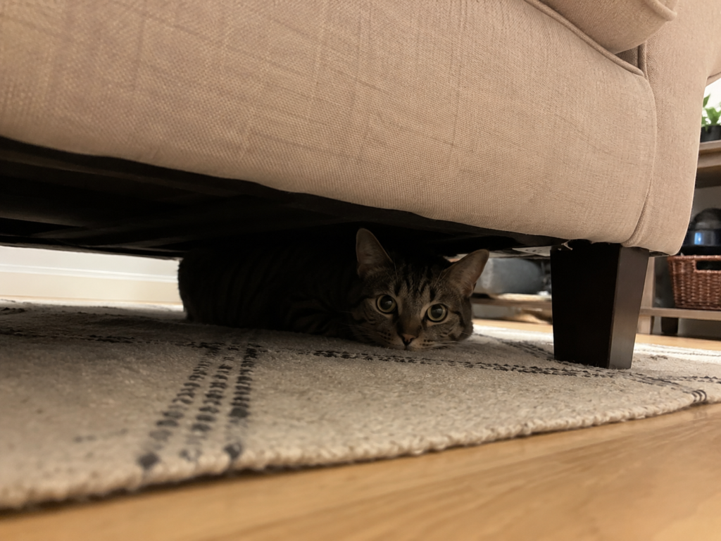 Feline Lower Urinary Tract Disease: What Cat Owners Need to Know ...